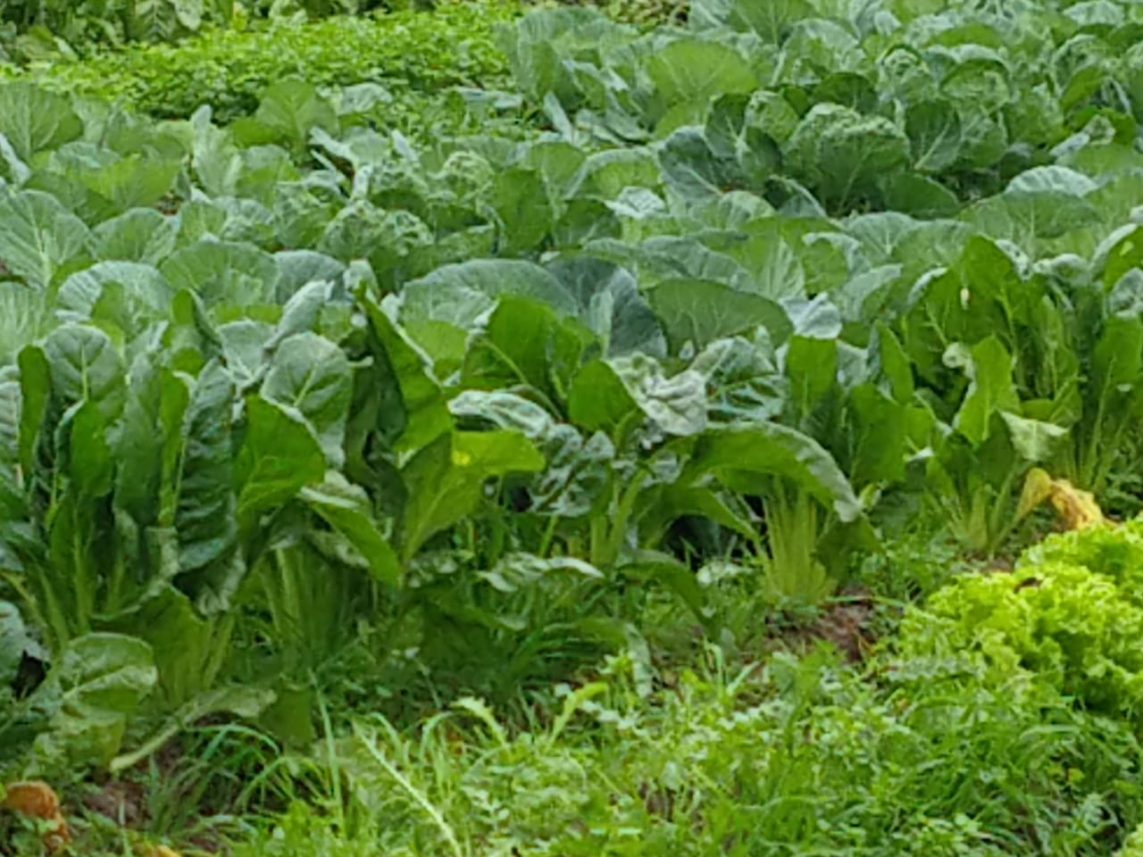 HUERTA AGROECOLOGICA SUSTENTABLE DE LA 691 PARA LA COMUNIDAD – Campus ...